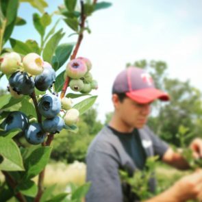 Produce - White Pine Berry Farm - St. Croix Valley Wisconsin
