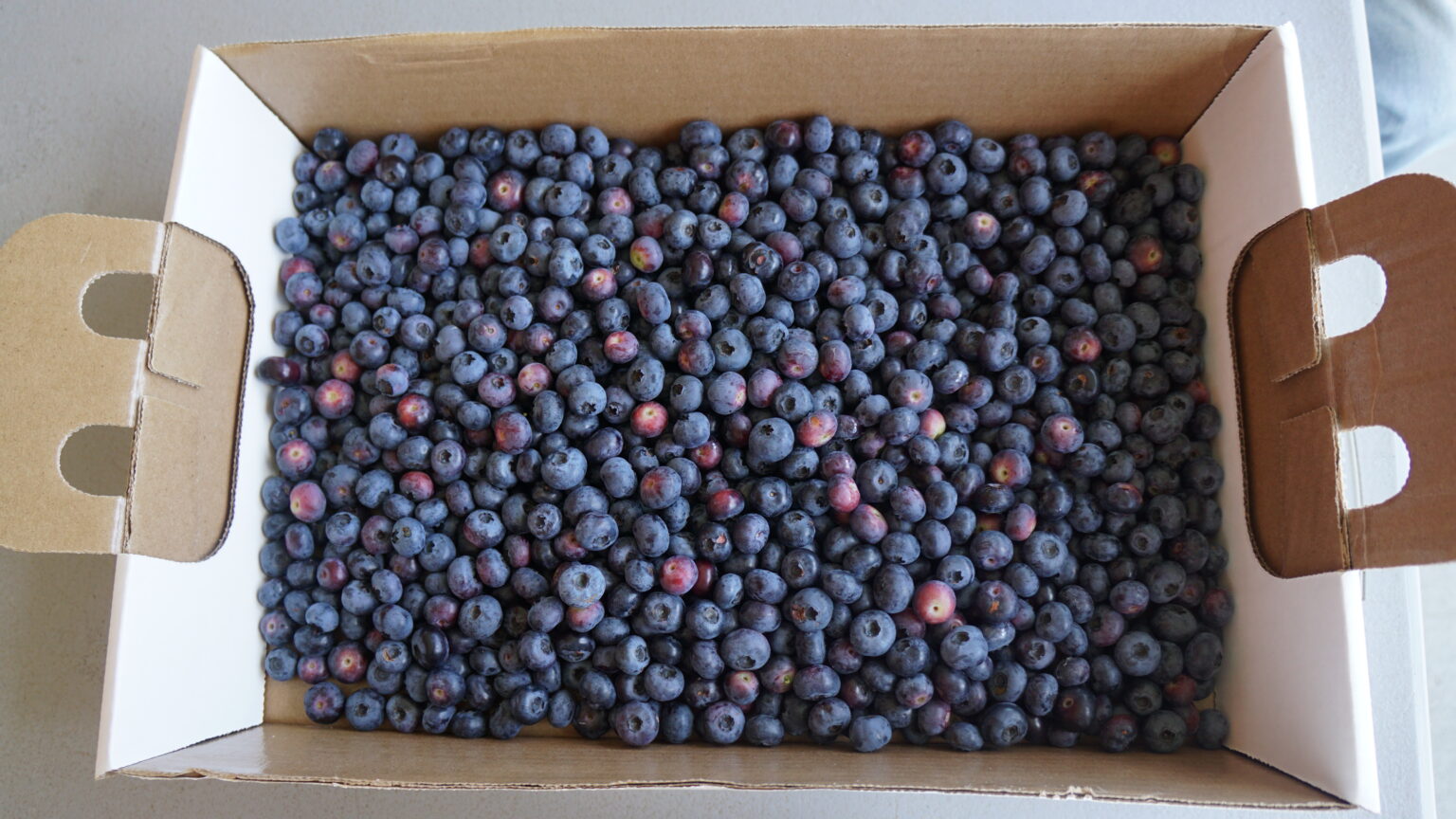 White Pine Berry Farm – St. Croix Valley Wisconsin